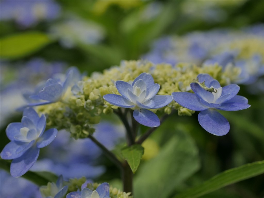 良いね』 パナソニック LUMIX G MACRO 30mm/F2.8 ASPH./MEGA 良いね』 パナソニック LUMIX G MACRO 30mm/F2.8 ASPH./MEGA