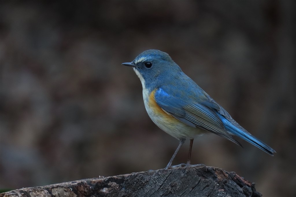 野鳥撮影♪3』 CANON PowerShot SX70 HS のクチコミ掲示板 野鳥撮影♪3』 CANON PowerShot SX70 HS のクチコミ掲示板