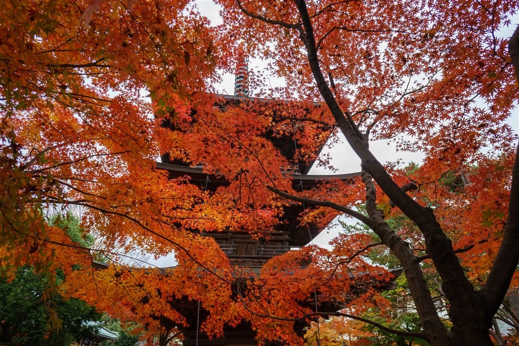 α7と7 IIで迷っているのですが。』 SONY α7 II ILCE-7M2 ボディ α7と7 IIで迷っているのですが。』 SONY α7 II ILCE-7M2 ボディ