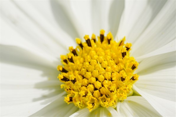 SONY FE 50mm F2.8 Macro SEL50M28投稿画像・動画 - 価格.com SONY FE 50mm F2.8 Macro SEL50M28投稿画像・動画 - 価格.com