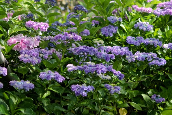 ペンタックス PENTAX K200D ボディで撮影された写真 - 価格.com ペンタックス PENTAX K200D ボディで撮影された写真 - 価格.com
