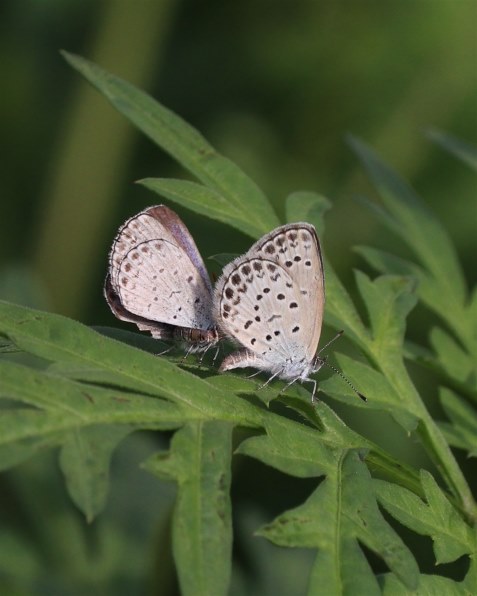 CANON EOS 9000D ダブルズームキットで撮影された写真 (掲示板 CANON EOS 9000D ダブルズームキットで撮影された写真 (掲示板