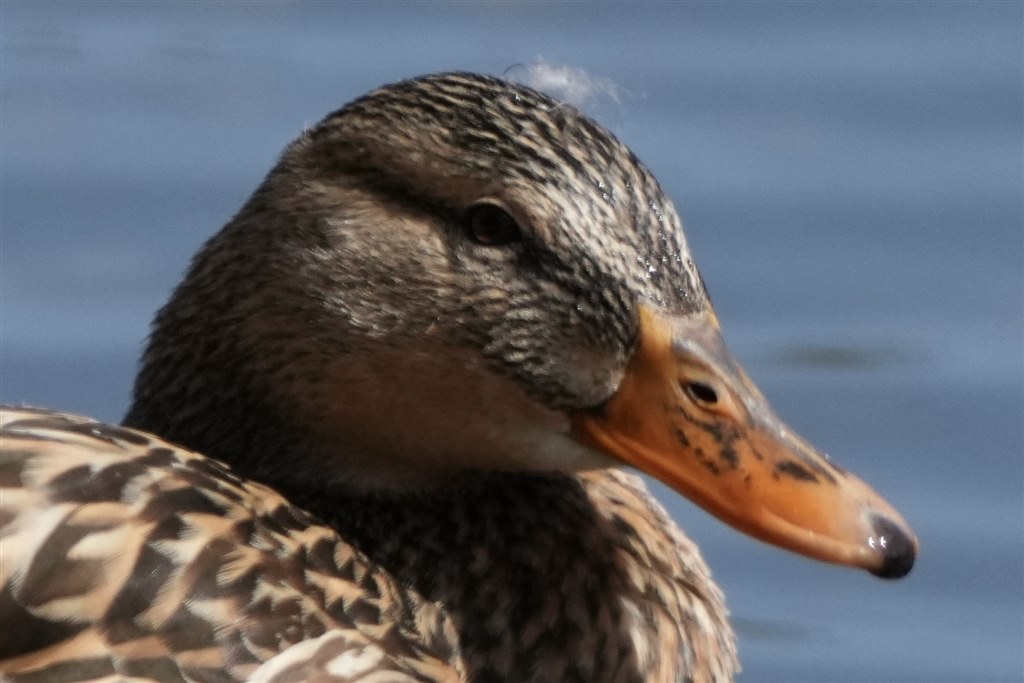 AFが微ボケしてしまうのですが』 SONY FE 400-800mm F6.3-8 G AFが微ボケしてしまうのですが』 SONY FE 400-800mm F6.3-8 G